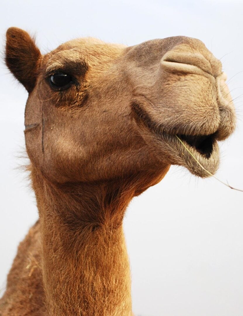 Local Secrets: 19 Unique Things to Do in Cabo San Lucas – Cabo Visitor