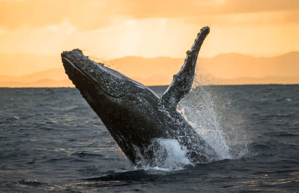 The Best Time to Visit Cabo, Mexico (and the Worst!) – Cabo Visitor