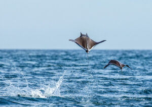 Cabo San Lucas in June: Worth It or Skip It? – Cabo Visitor