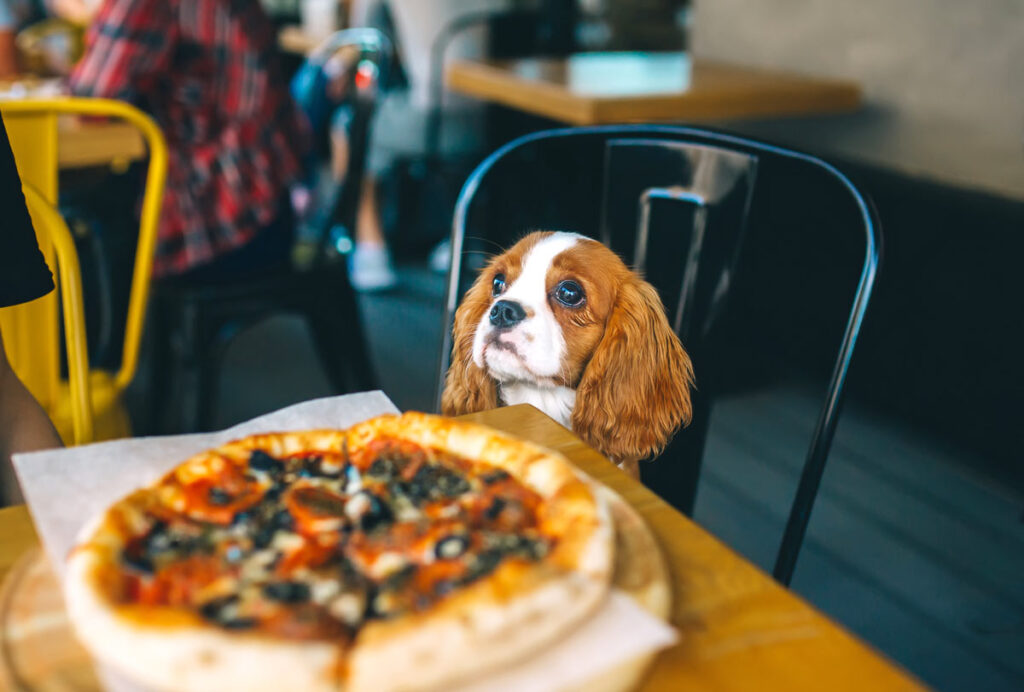 Traveling to Cabo With Your Dog: Services and Tips – Cabo Visitor