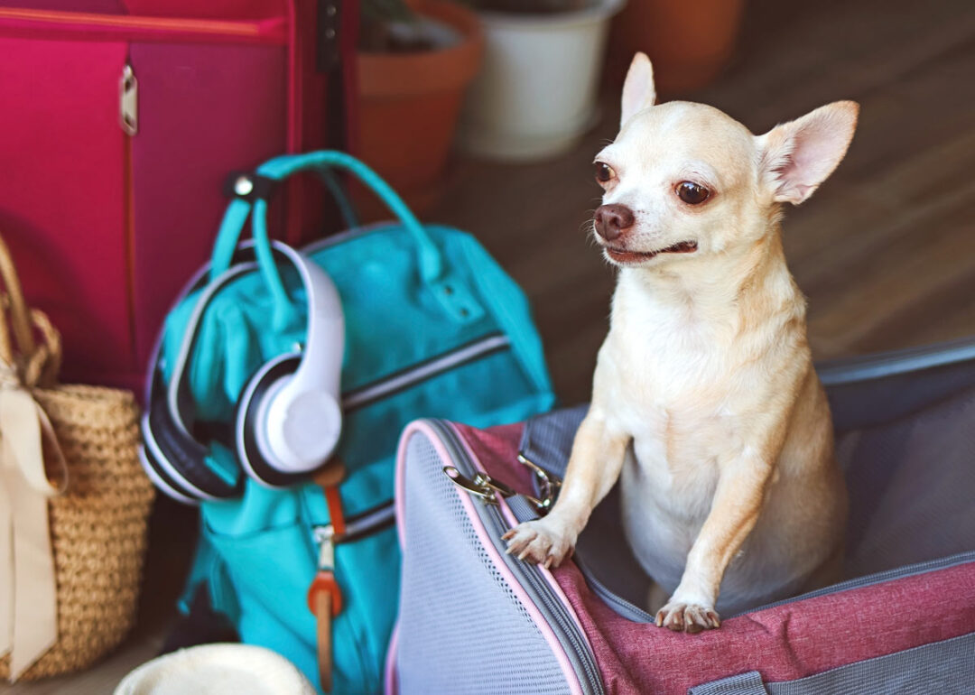 Traveling to Cabo With Your Dog: Services and Tips – Cabo Visitor