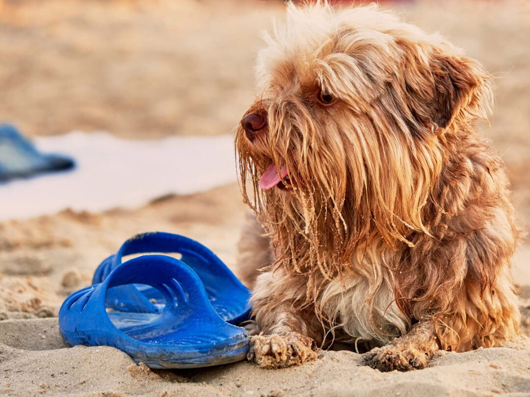 Traveling to Cabo With Your Dog: Services and Tips – Cabo Visitor