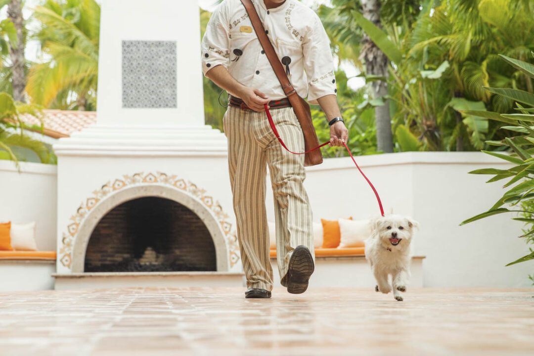 Traveling to Cabo With Your Dog: Services and Tips – Cabo Visitor