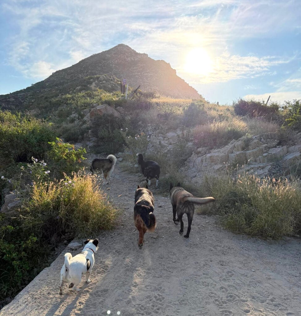 Mt. Solmar Hike in Cabo: The Dog Hike Everyone Talks About! – Cabo Visitor